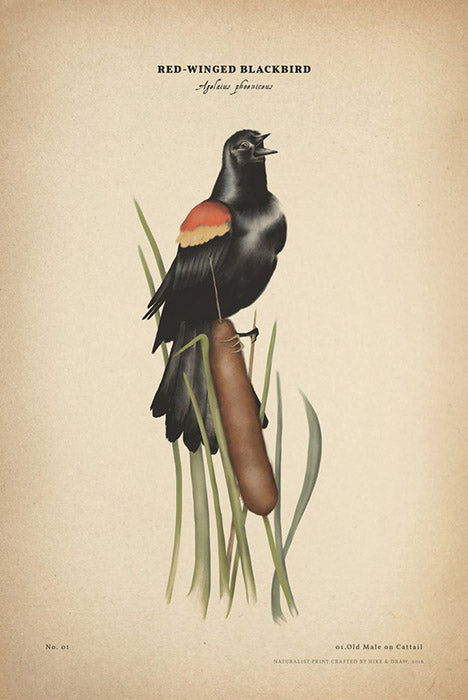 drawing blackbird